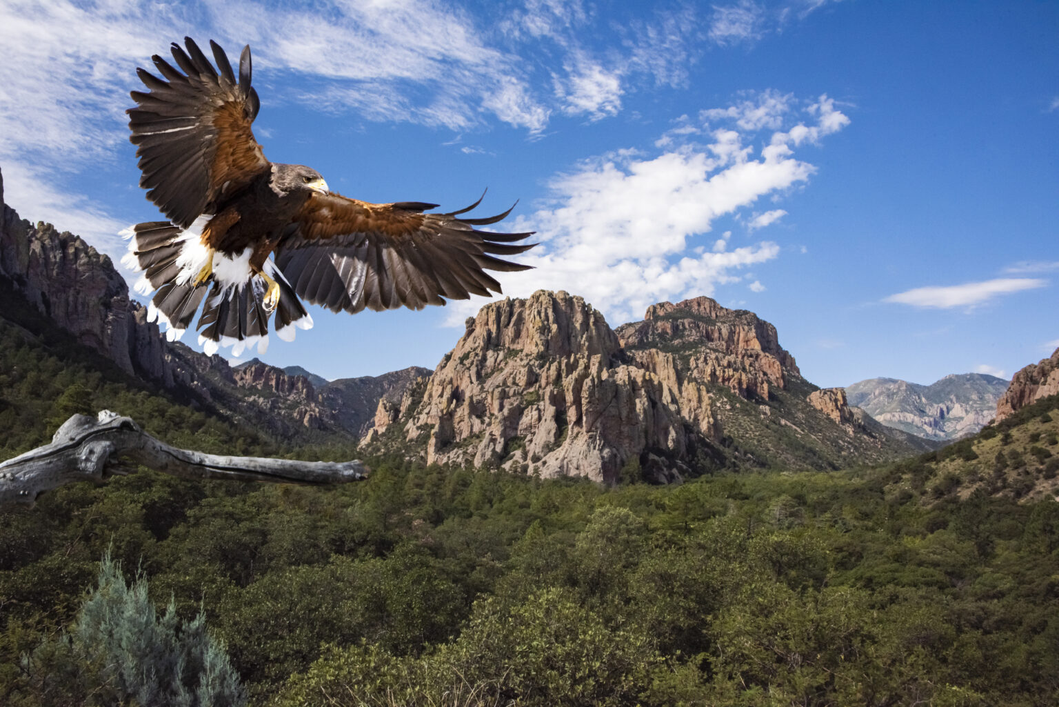 Advisor Login – Redhawk Advisor